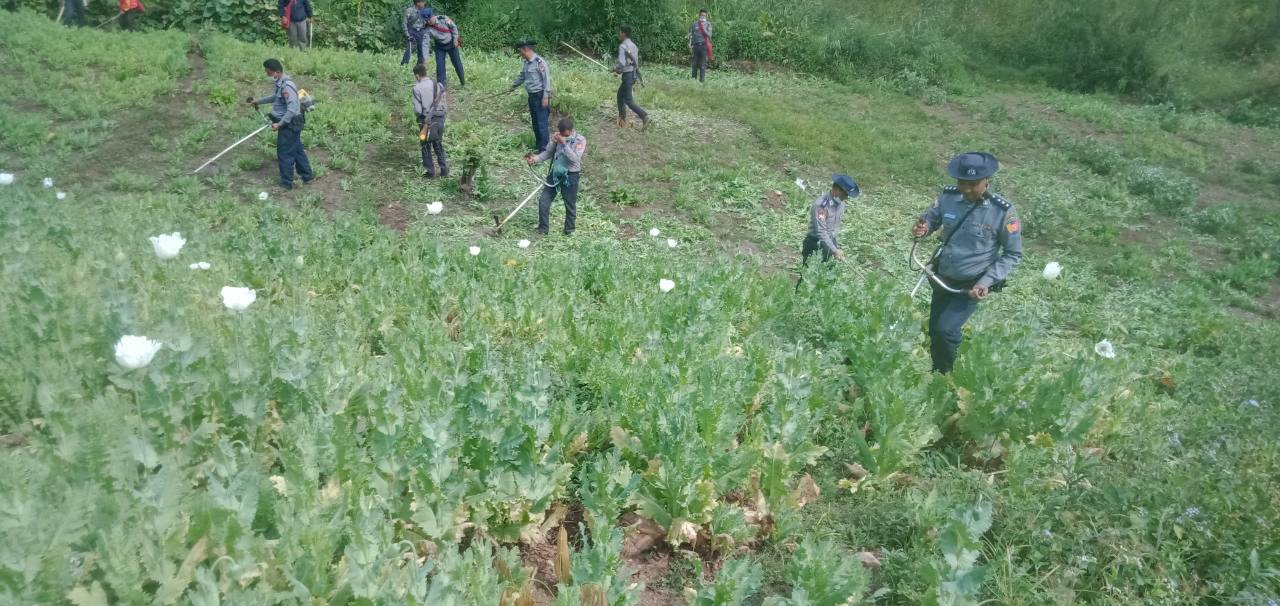 Poppy fields in Hopong Tsp. destroyed | Myanmar Digital News