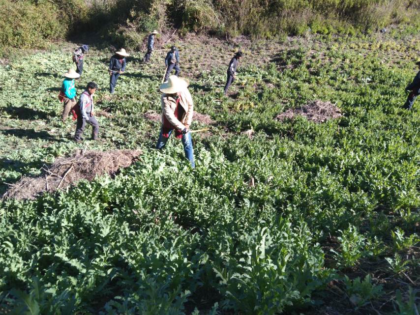Poppy plantations in Hopong Tsp. destroyed | Myanmar Digital News